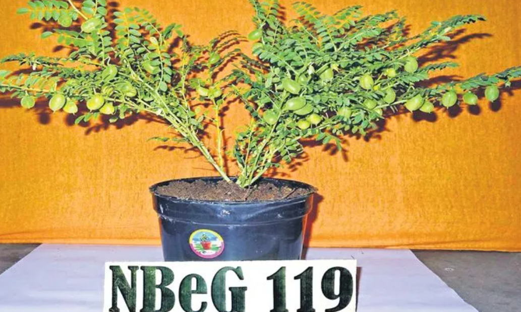 నంద్యాల గ్రామ్-119ను సాగు చేస్తే డబ్బే డబ్బు!! | A new record in ...