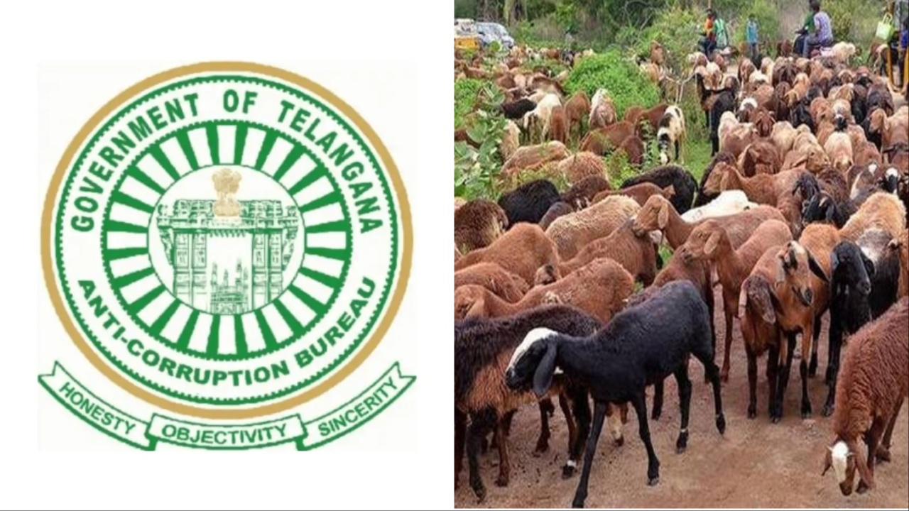 గొర్రెల పంపిణీ స్కాం లో 'పెద్దల' హస్తంపై ఏసీబీ ఫోకస్ | ACB Focus on Big ...