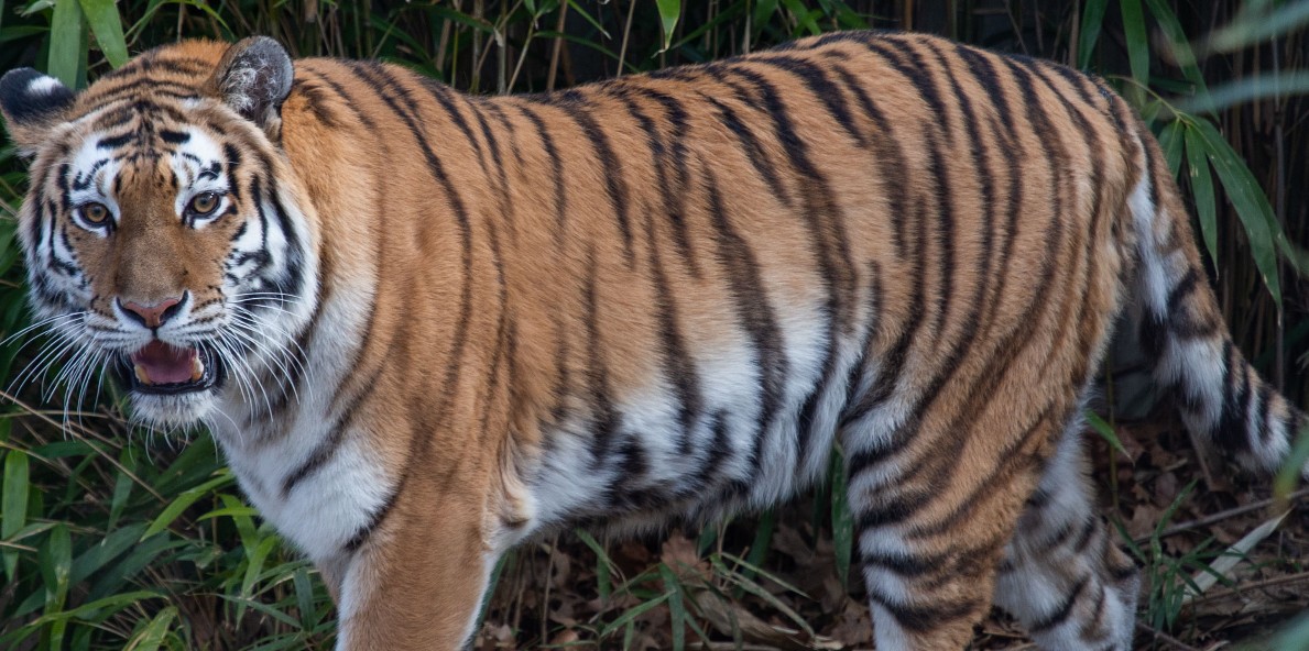 Tigers | వామ్మో పులి, భయాందోళనల్లో అటవీగ్రామాల ప్రజలు | Wammo tiger ...