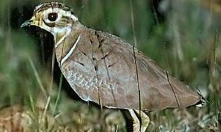 Kalivi kodi | ఈ పిట్టను పట్టినా, కనిపెట్టినా కోట్లే! | Kalivi kodi - A ...