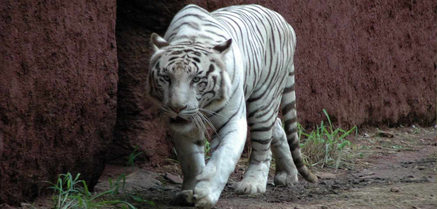 హైదరాబాద్ 'జూ' కు కొత్త అతిథులు వస్తున్నారు... | Hyderabad Zoo Bustling ...