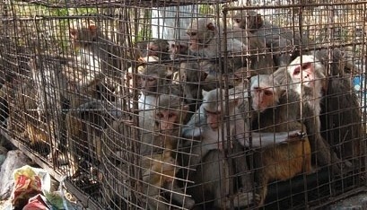 అందాల భామల కోసం రామప్పలో కోతుల తరలింపు | Moving monkeys to Ramappa for beautiful women